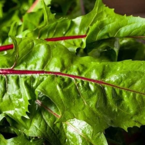 Dandelion Seeds - Etsy