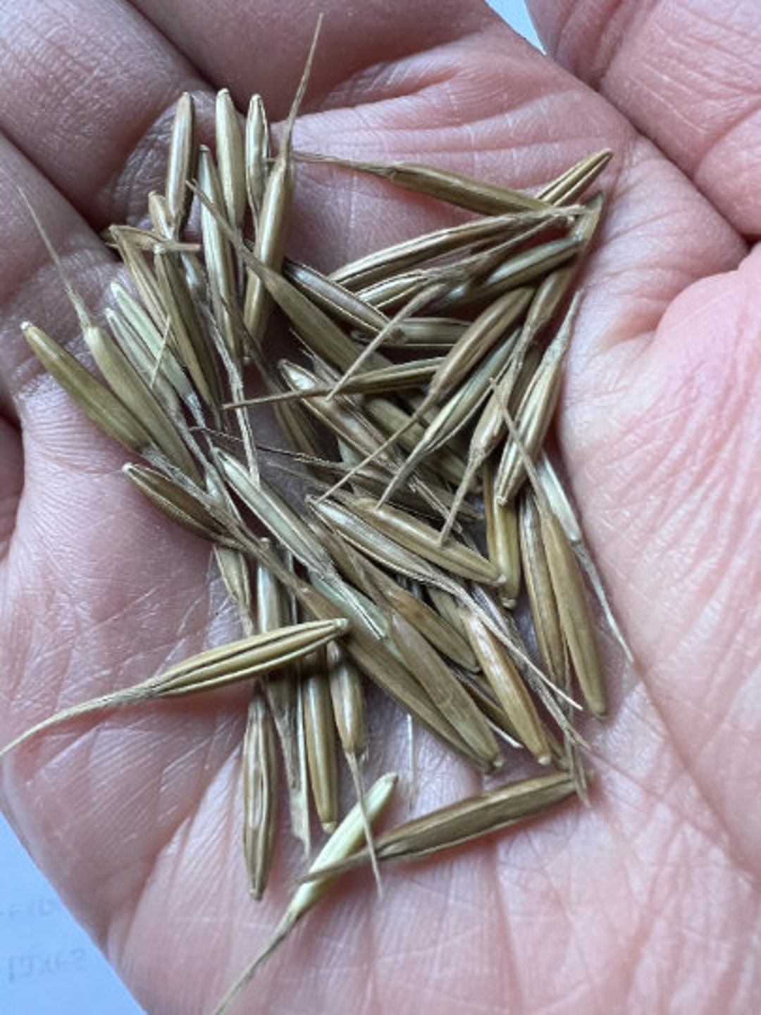 50 Wild Rice Seeds For Plant Etsy