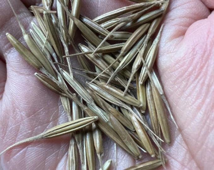 100 Wild Rice Seeds for Plant - Etsy