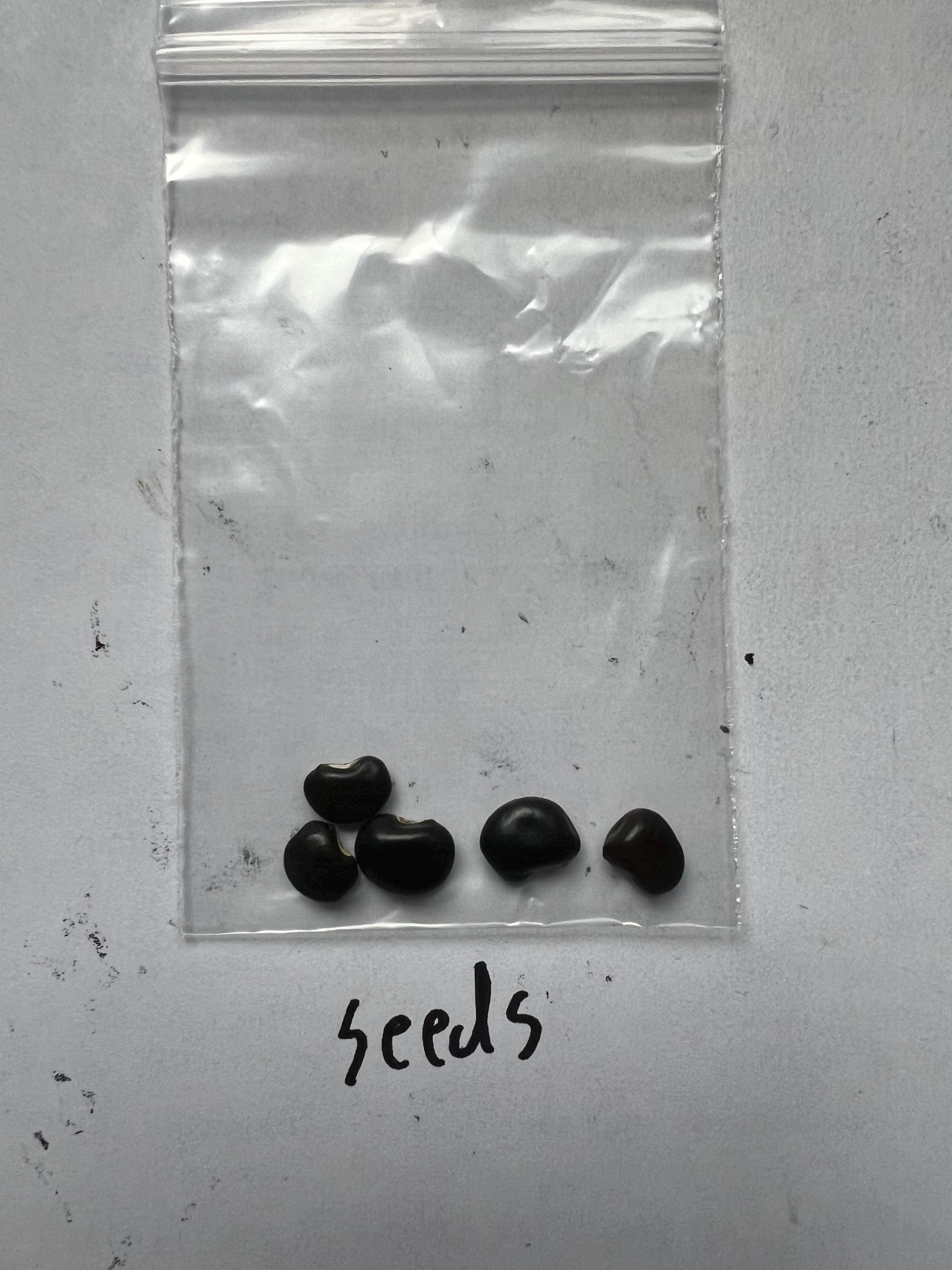 Perennial 5 Wild Kidney Bean Seeds Zone 5-9 - Etsy