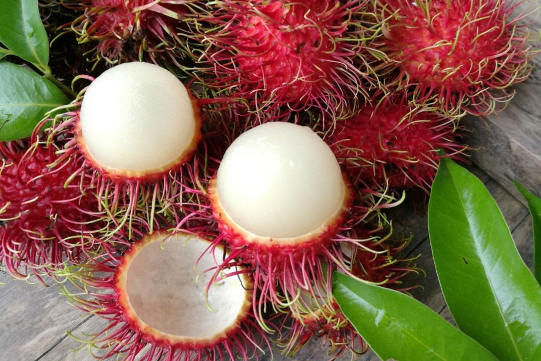 10 Rambutan Seeds - Etsy