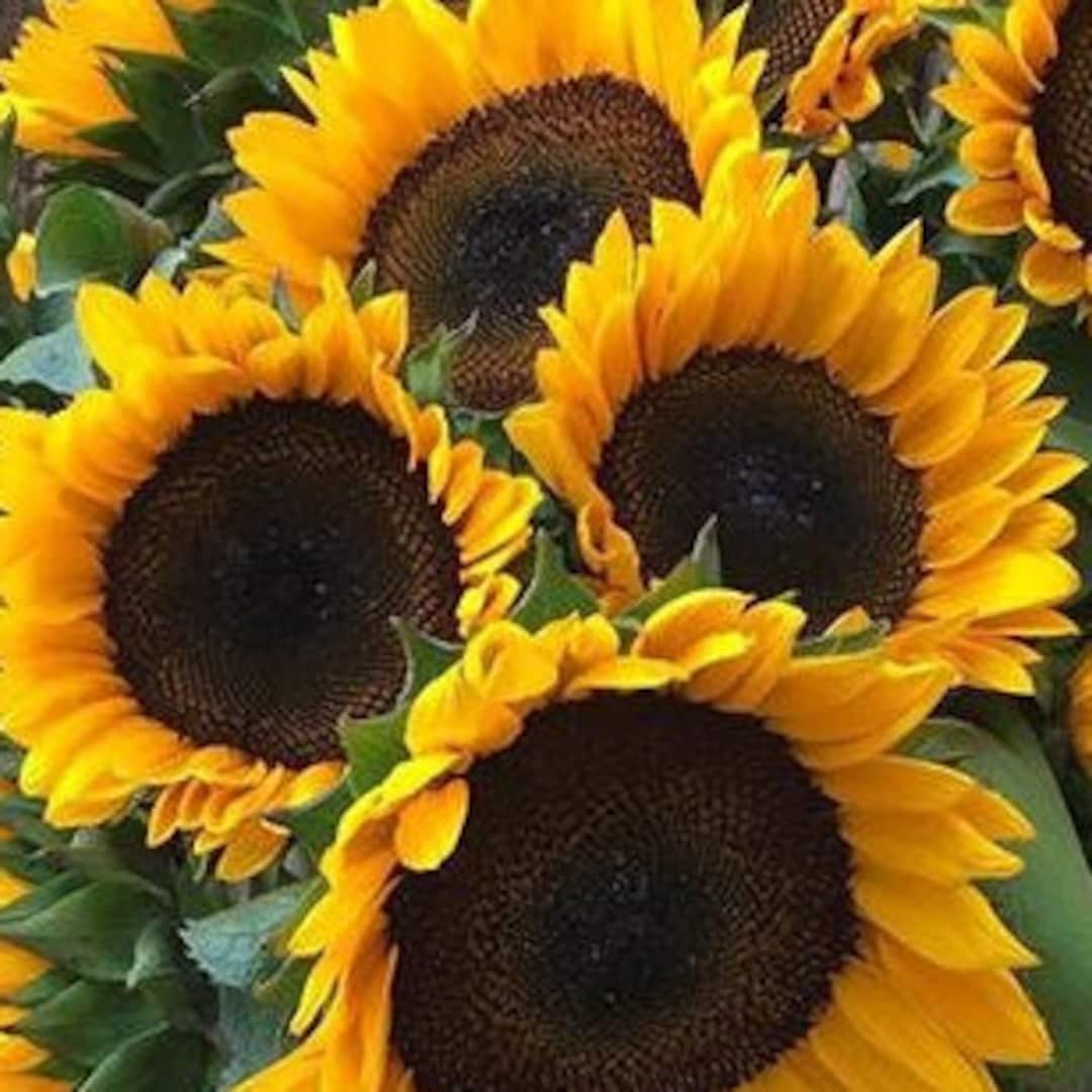 50 Procut Orange Sunflower Seeds 031 - Etsy