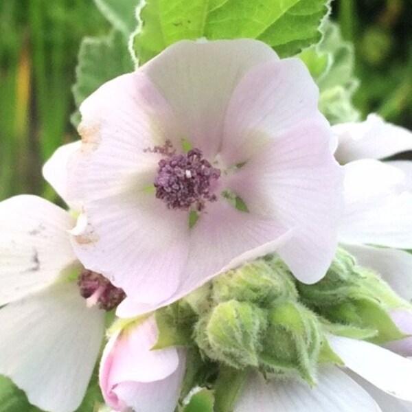 Marshmallow Plant - Etsy