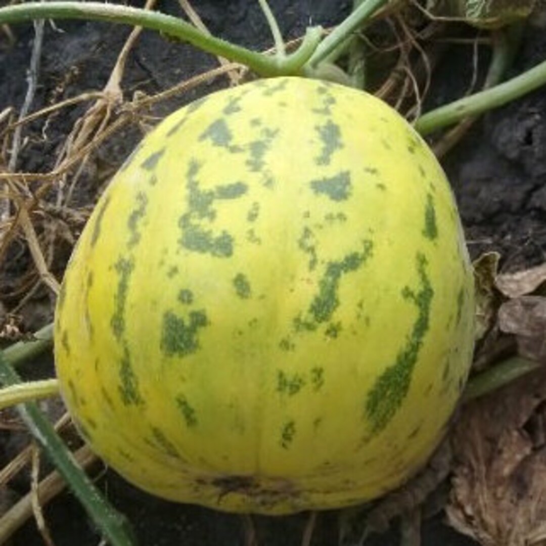 50 Chinese Melon Wah Mibao Seeds - Etsy