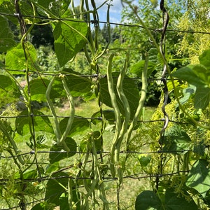 20 French Fortex Pole Bean Seeds #A01 - Etsy