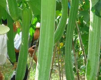 15 Short Smooth Luffa Seeds Sponge Gourd-mướp Hương Vietnam_ Non-gmo ...