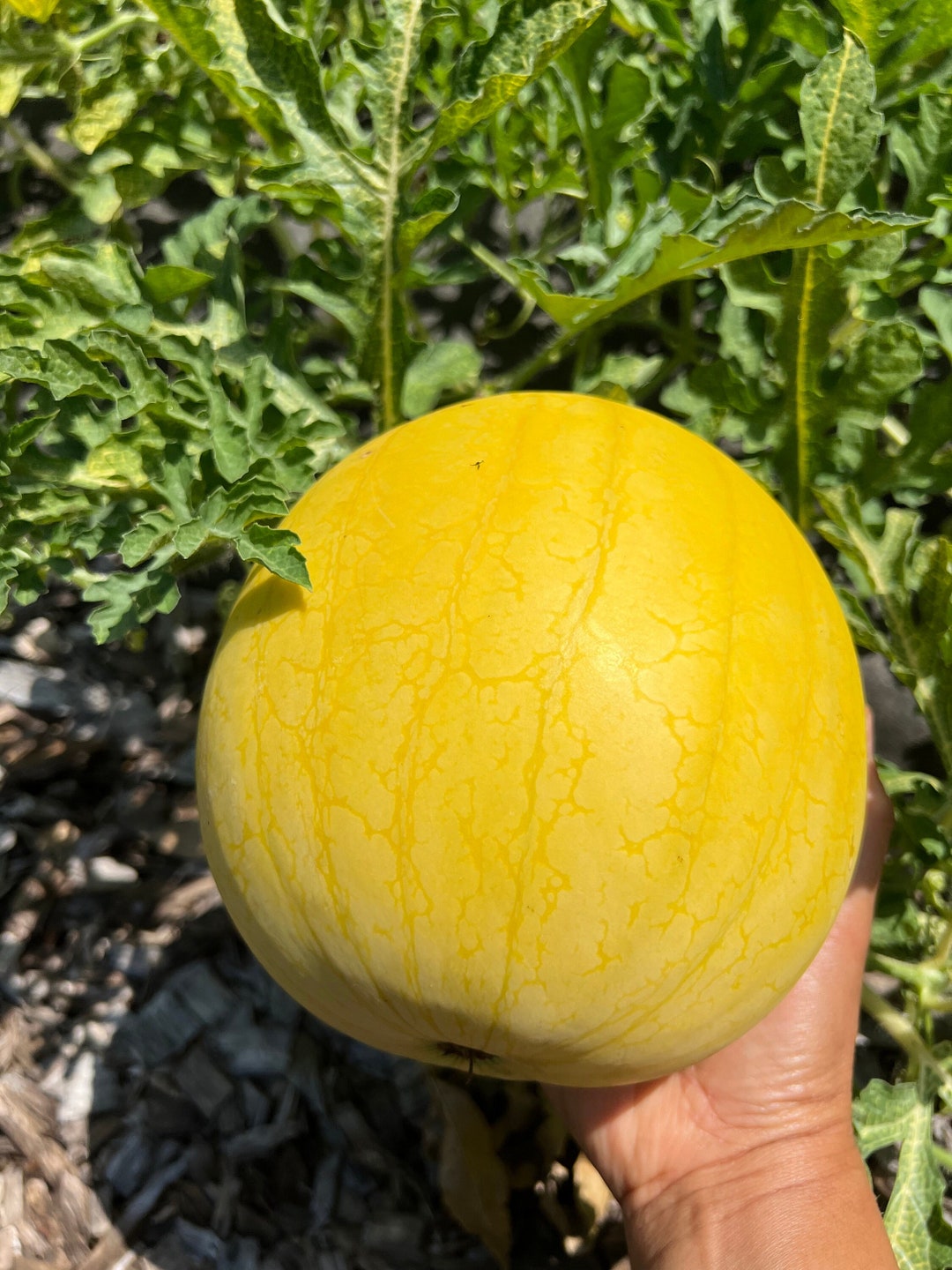 20 Lemon Drop Watermelon Seeds - Etsy