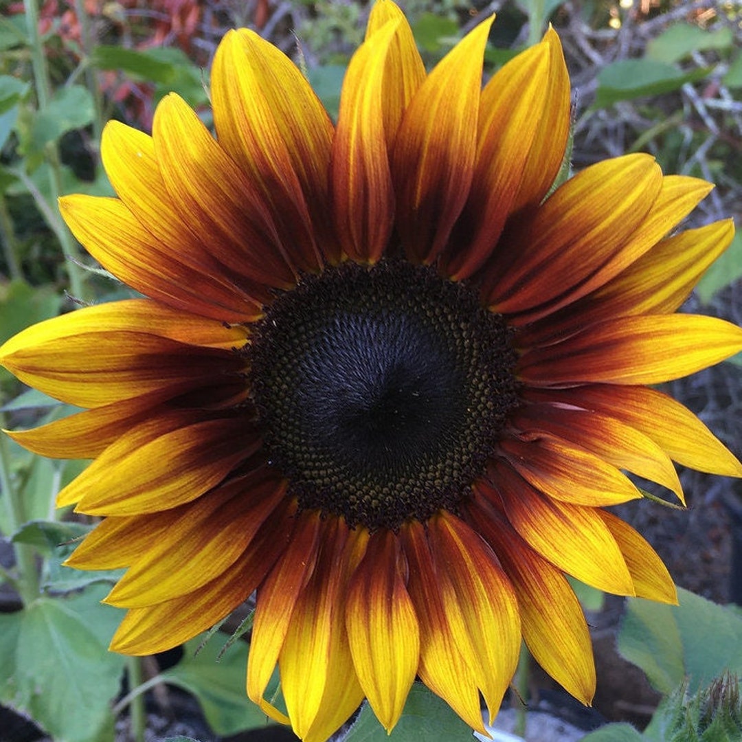 20 Firecracker Sunflower Seeds 020 - Etsy