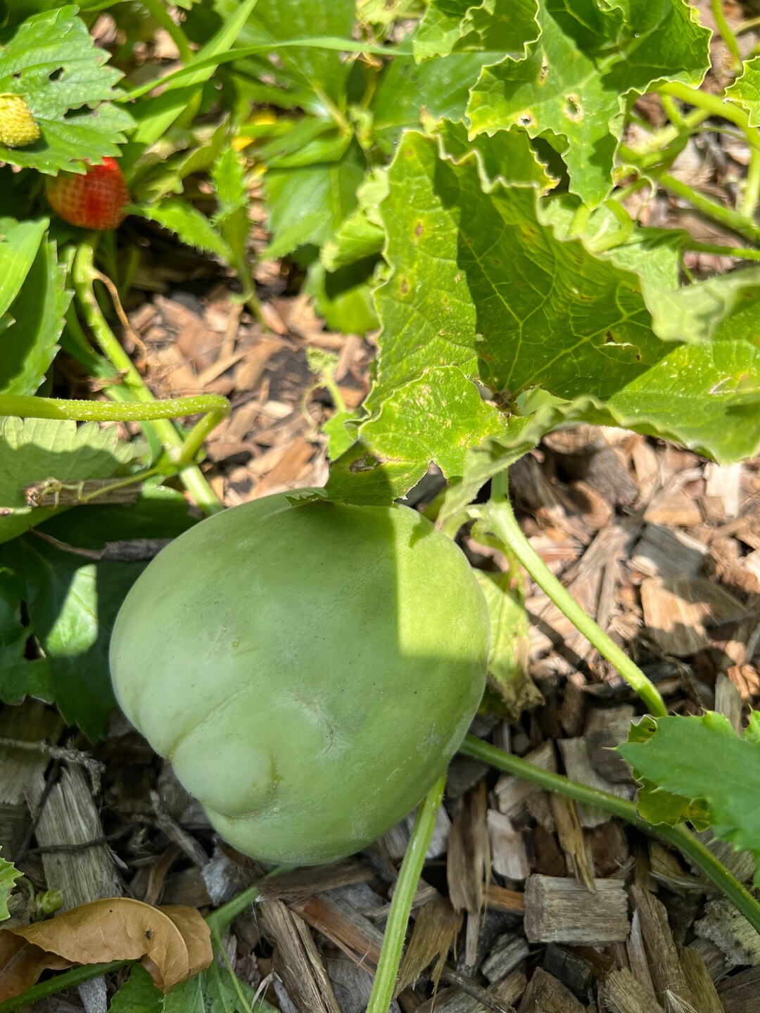 50 Japanese Ruye Melon Seeds Organic - Etsy