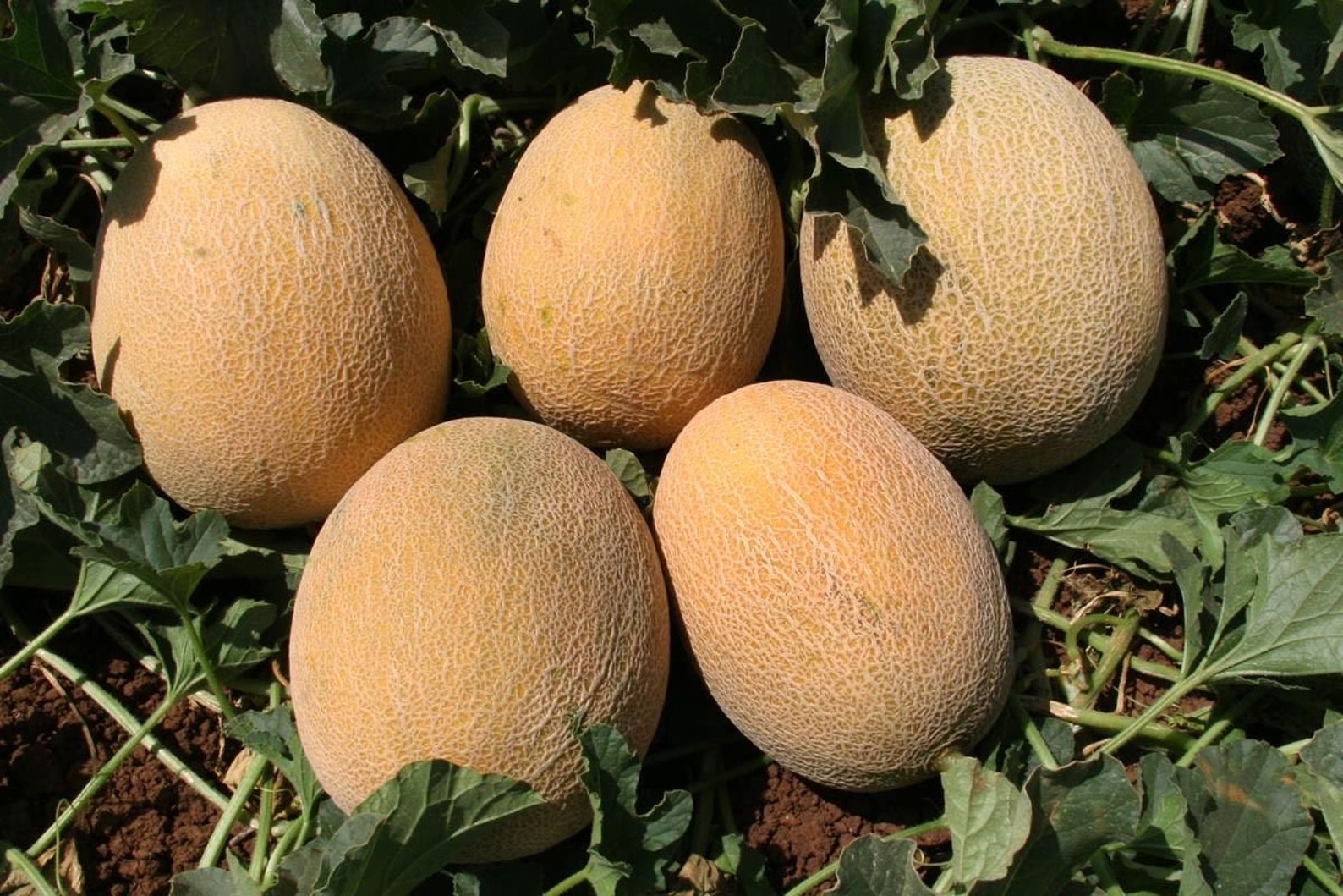 5 Melon Ananas Seeds - Etsy