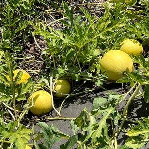 20 Lemon Drop Watermelon Seeds - Etsy