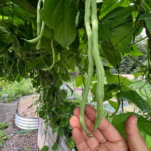 20 French Fortex Pole Bean Seeds #A01 - Etsy