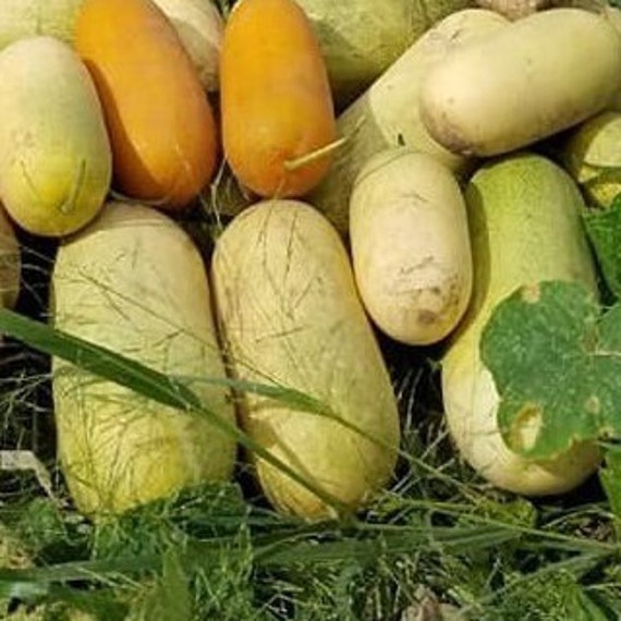 10 Hmong Cucumber Seeds - Etsy