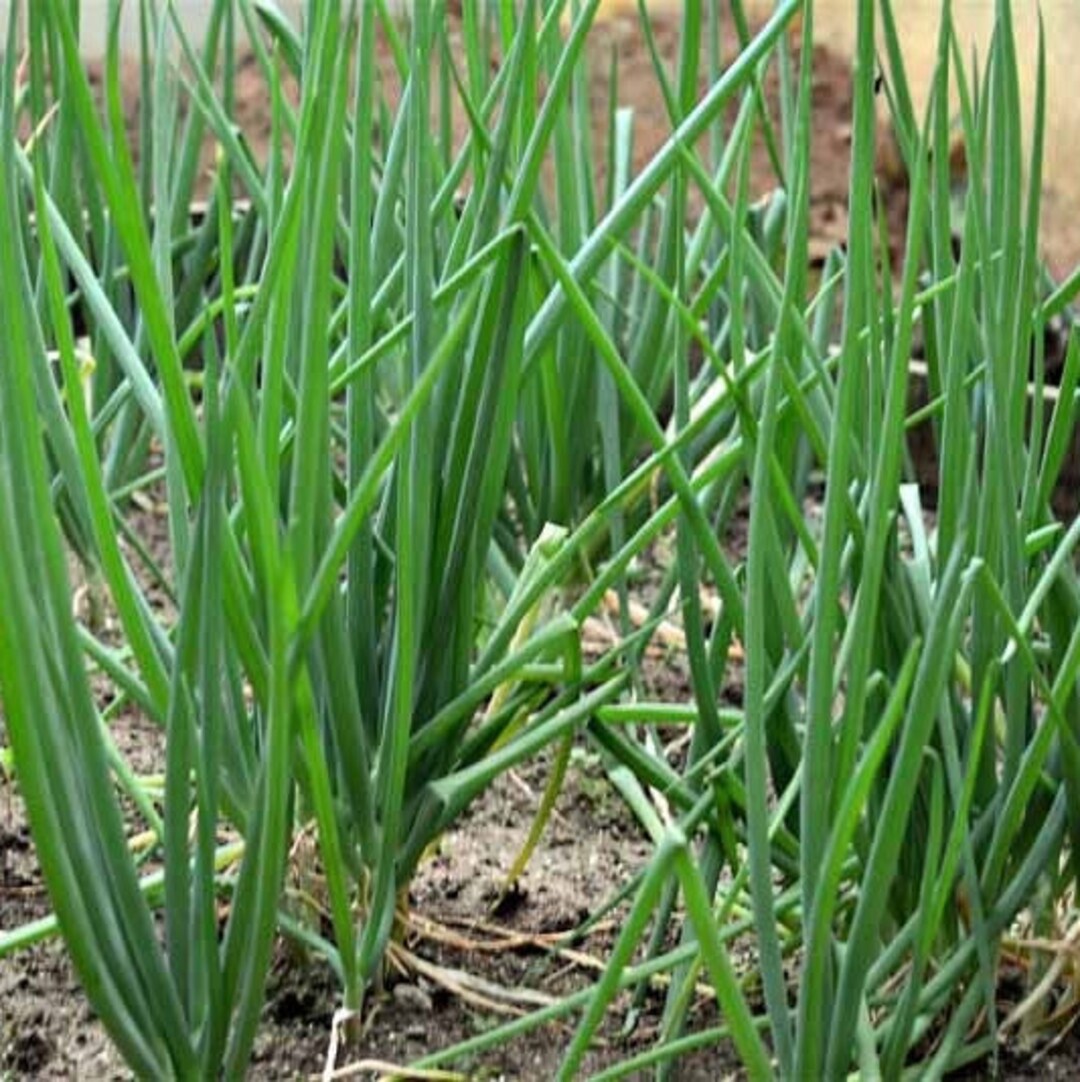 Perennial 50 Japanese White Scallion Bunching Onion Seeds Zone 4-9 - Etsy