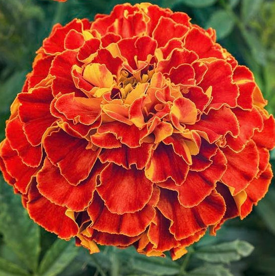 50 Red Cherry French Marigold Seeds - Etsy