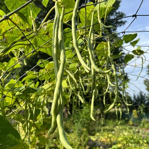 20 French Fortex Pole Bean Seeds #A01 - Etsy