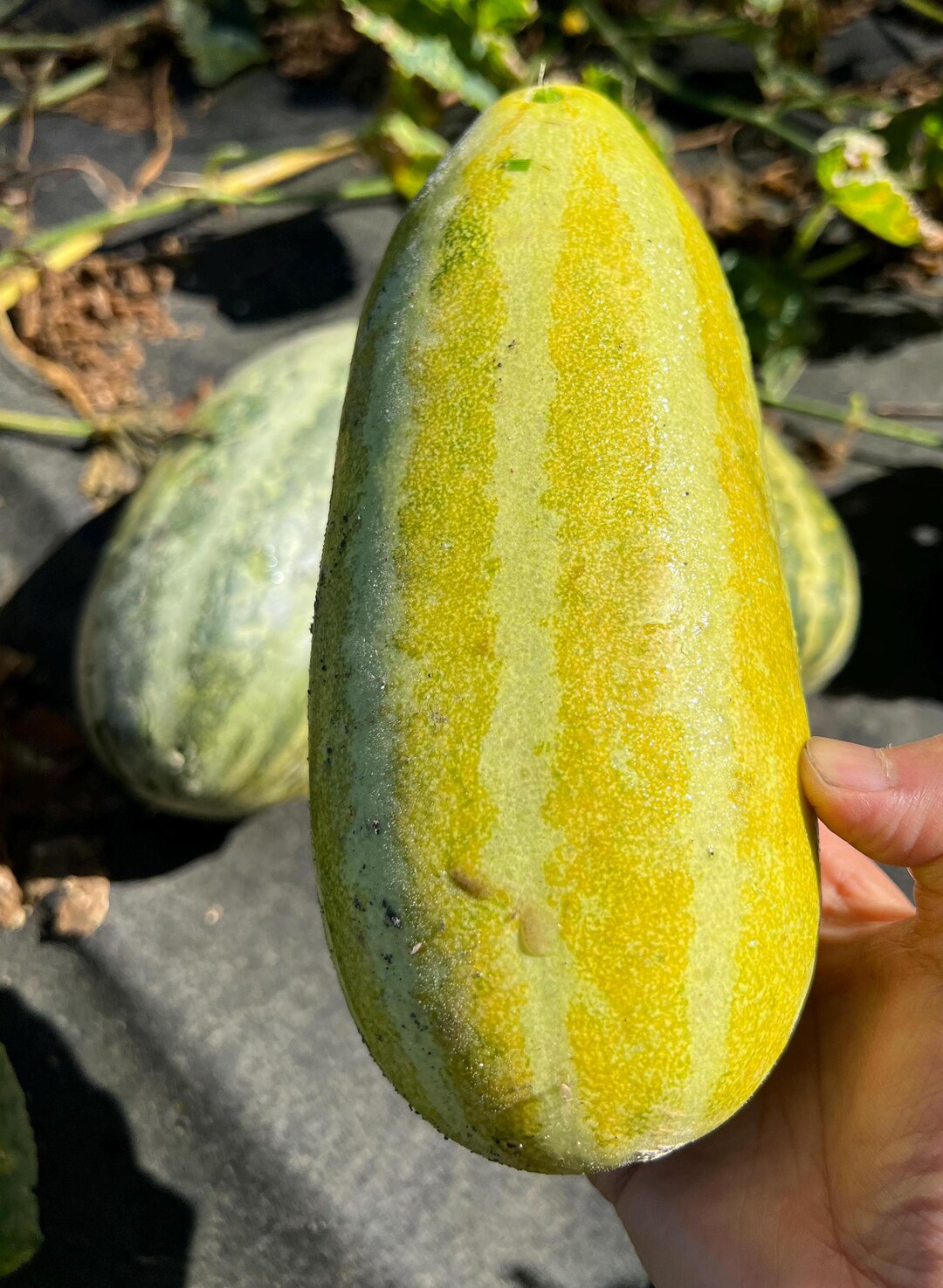 Organic 50 Thai Melon Dua Gang Seeds - Etsy
