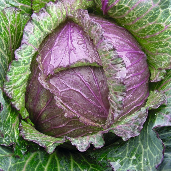 Cabbage Seeds - Etsy