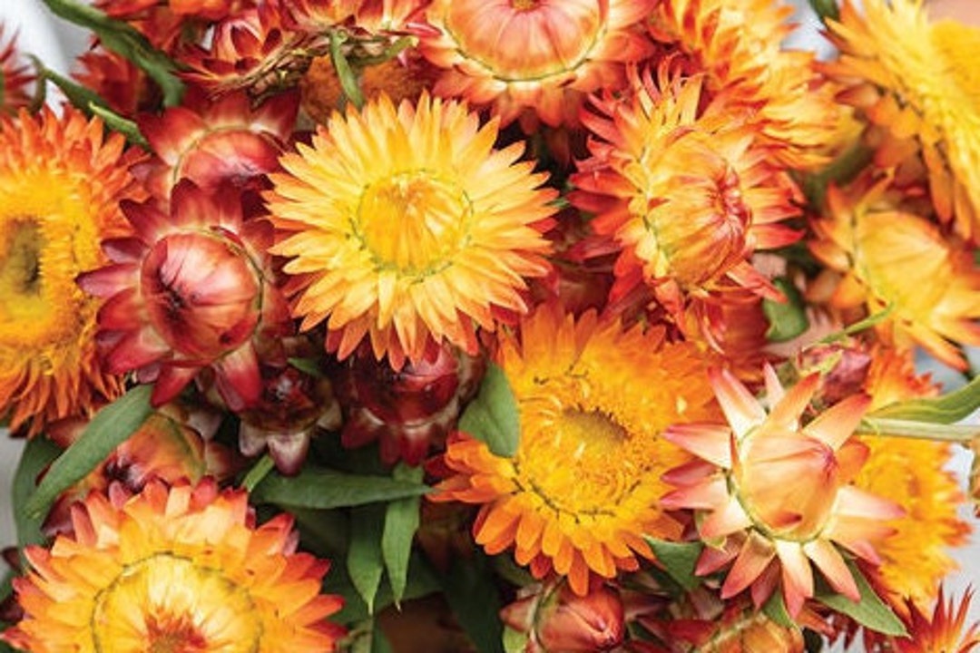 100 Orange Strawflower King Seeds - Etsy