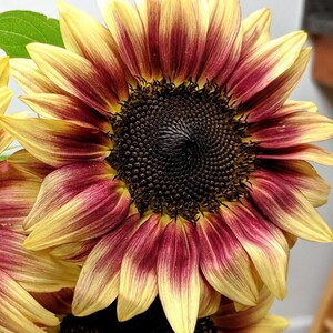 20 Sunflower Ruby Eclipse Seeds 018 - Etsy