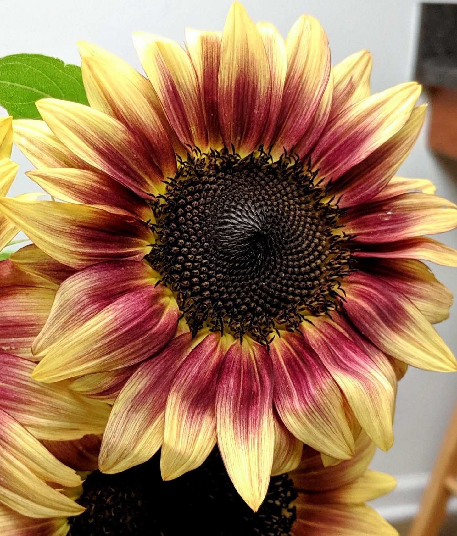 Ruby Eclipse Sunflower