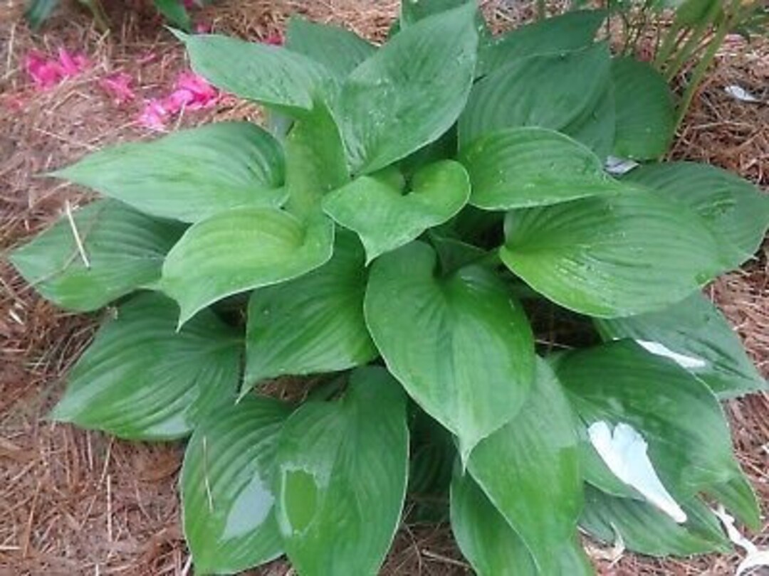 Perennial 2 Big Daddy Hosta Bare Root Plants Organic Ship Cut Leaf - Etsy