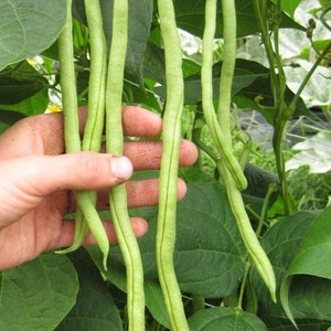 20 French Fortex Pole Bean Seeds A01 - Etsy