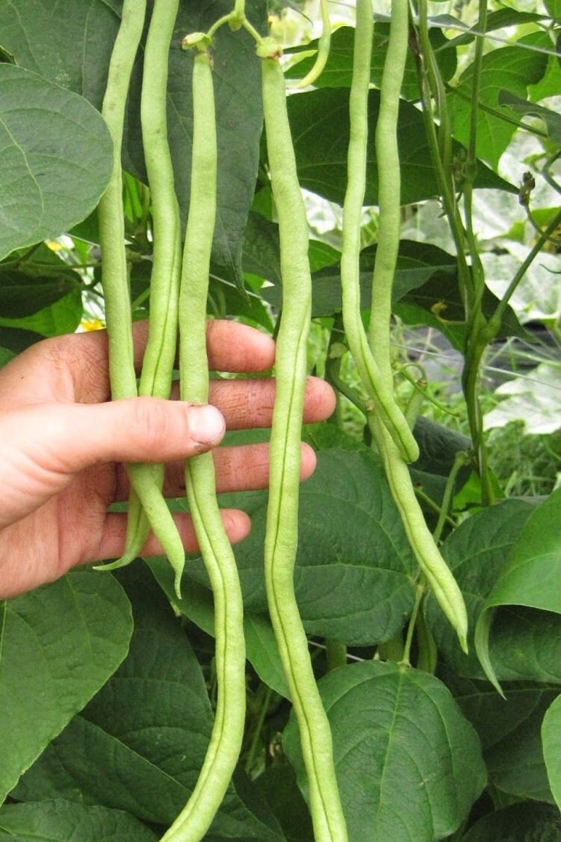 20 French Fortex Pole Bean Seeds A01 - Etsy