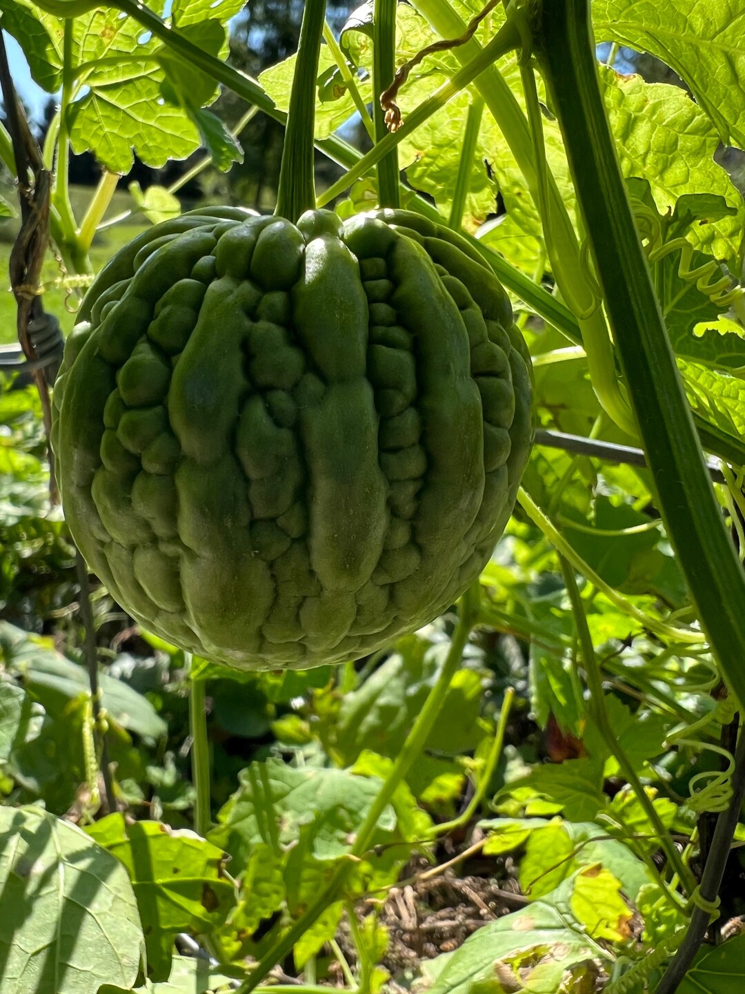 10 Green Apple Bitter Melon Seeds pick in 65 Days - Etsy