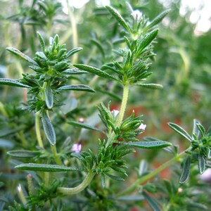 200herb Summer Savory Seeds 60 - Etsy
