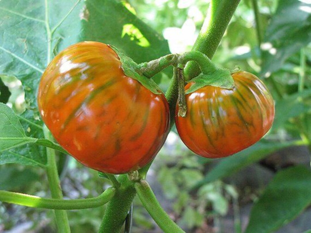 20turkish Orange Eggplant Seeds - Etsy