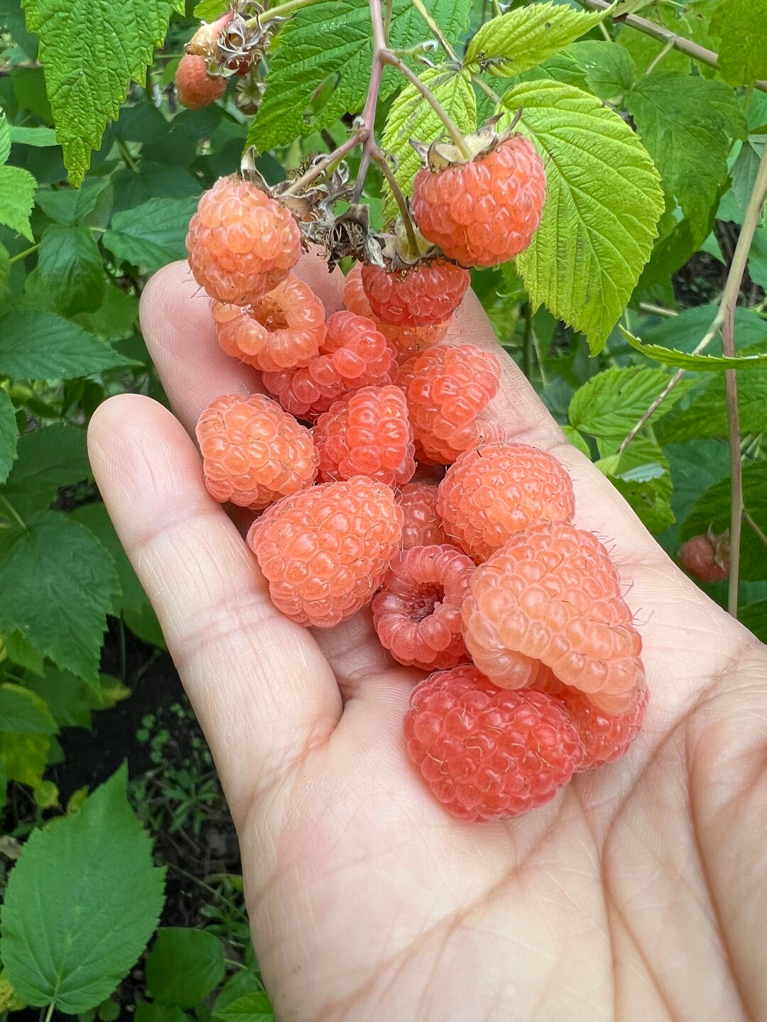 Perennial Double Gold Raspberry 2 Bare Root Plants Organic Home Grow ...