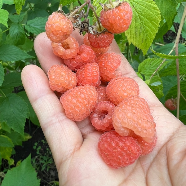 Organic Raspberry Bare Root - Etsy