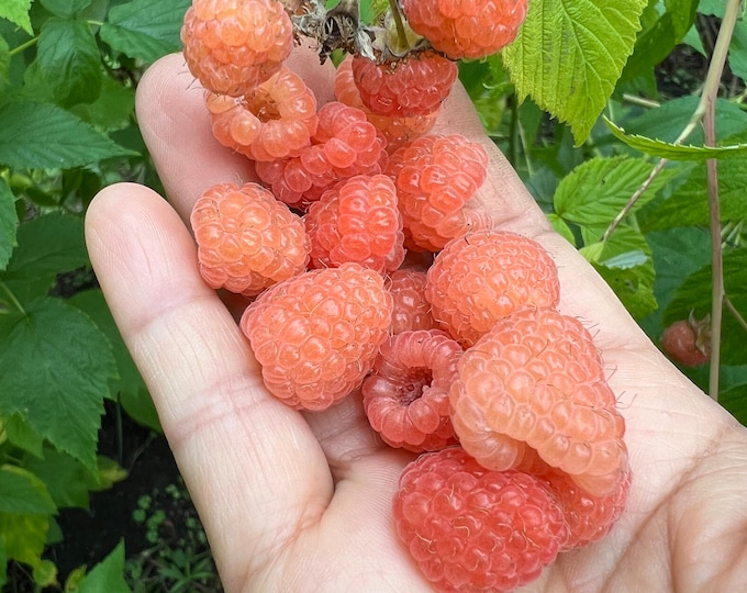 5 Heritage Everbearing Red Raspberry Plants 5 Large 1 Year Old Bare ...