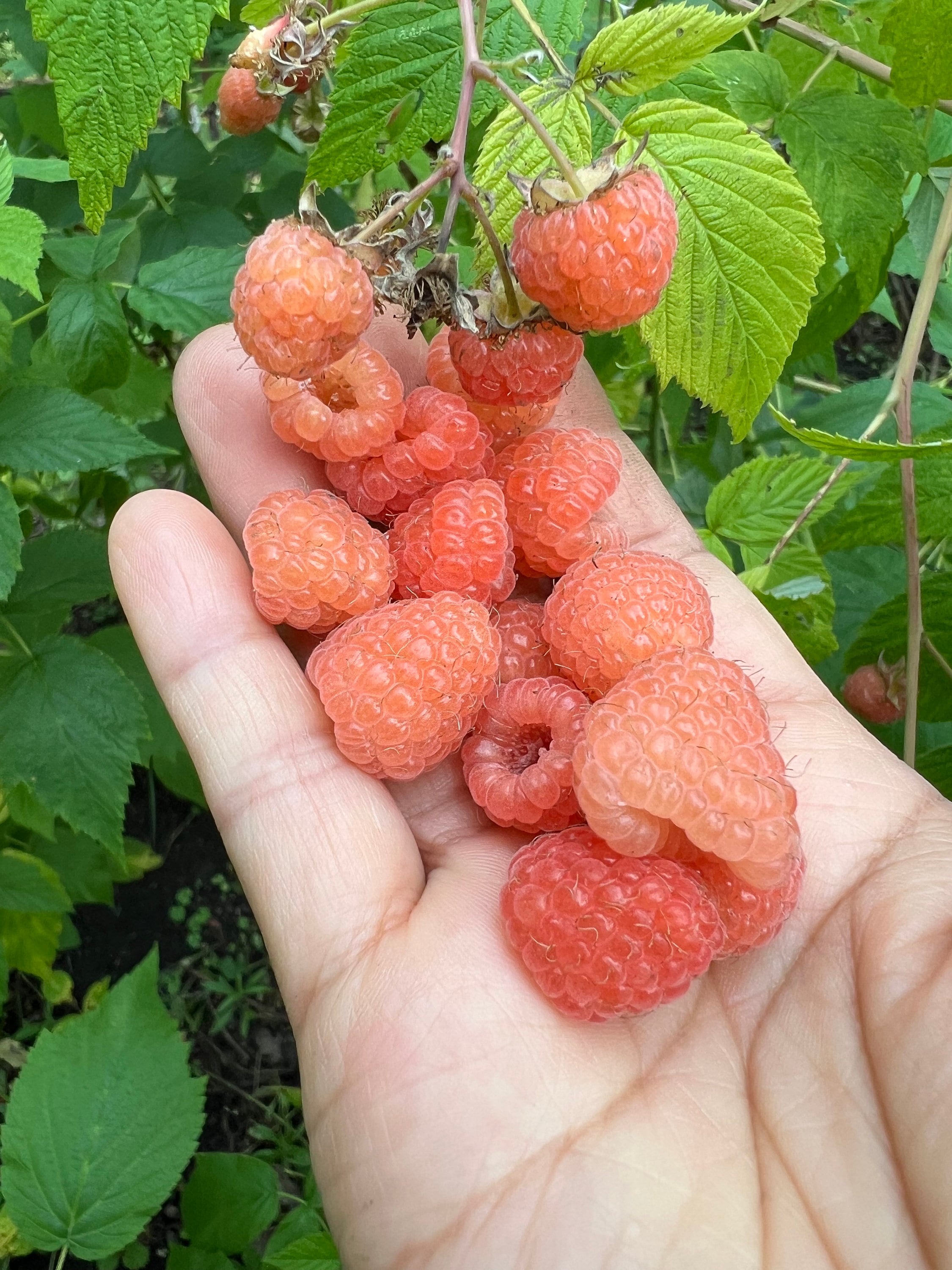 Gold Raspberries