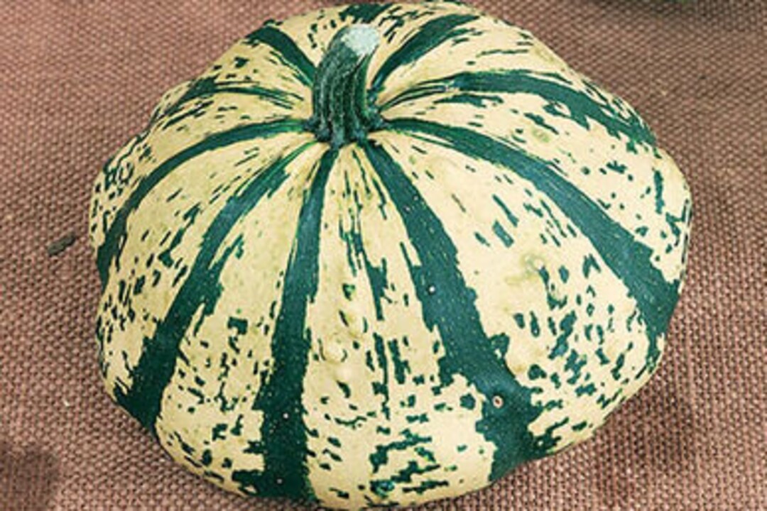 50 Summer Squash Partial Eclipse F1 Seeds - Etsy