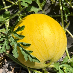 20 Lemon Drop Watermelon Seeds - Etsy