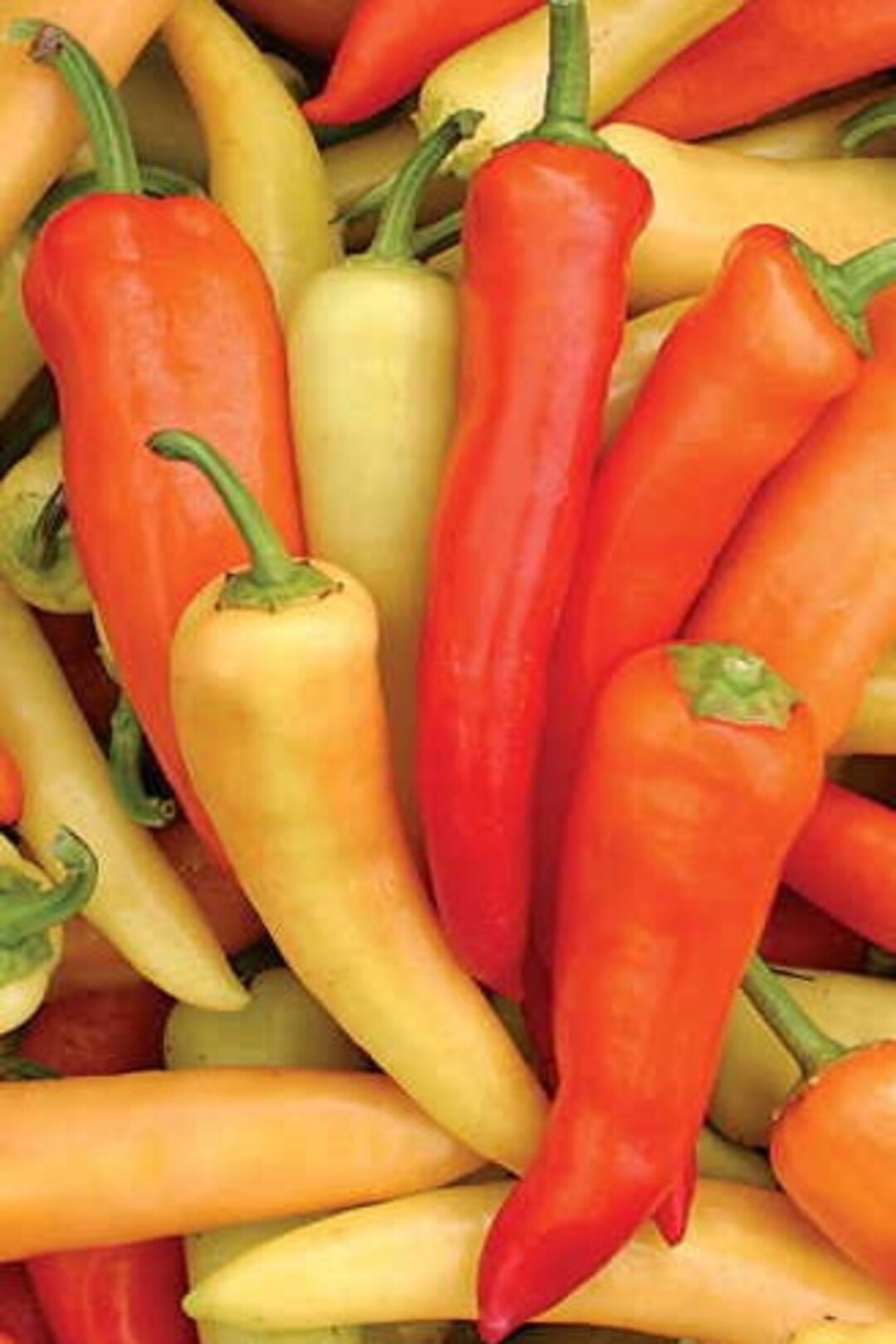 100 Yellow Wax Hot Pepper Hungarian Seeds - Etsy