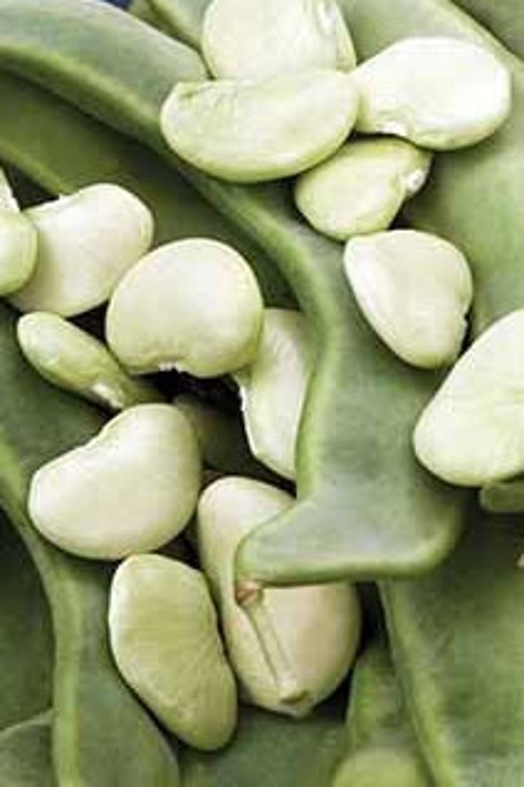 20 King of the Garden Bean Seeds - Etsy