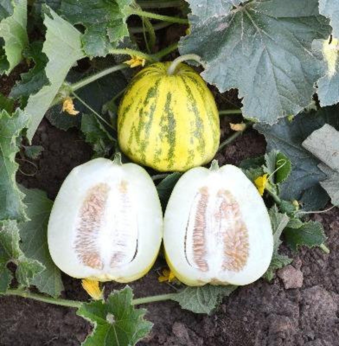 50 Chinese Melon Wah Mibao Seeds - Etsy