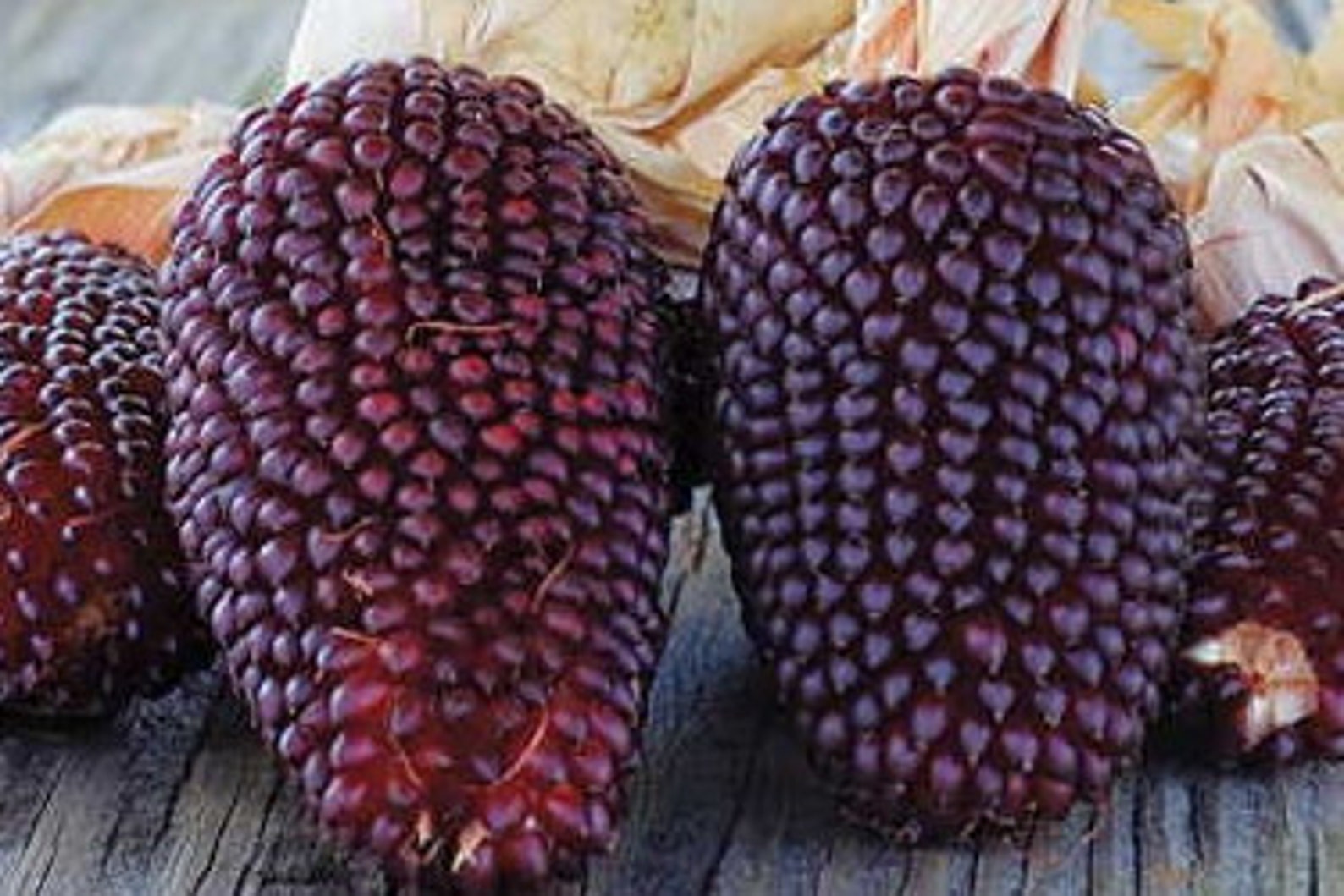 50 Popcorn Ornamental Corn Cherry Berry - Etsy