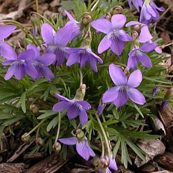 Wild Violet Seeds - Etsy