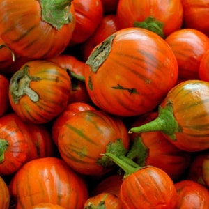 20turkish Orange Eggplant Seeds - Etsy