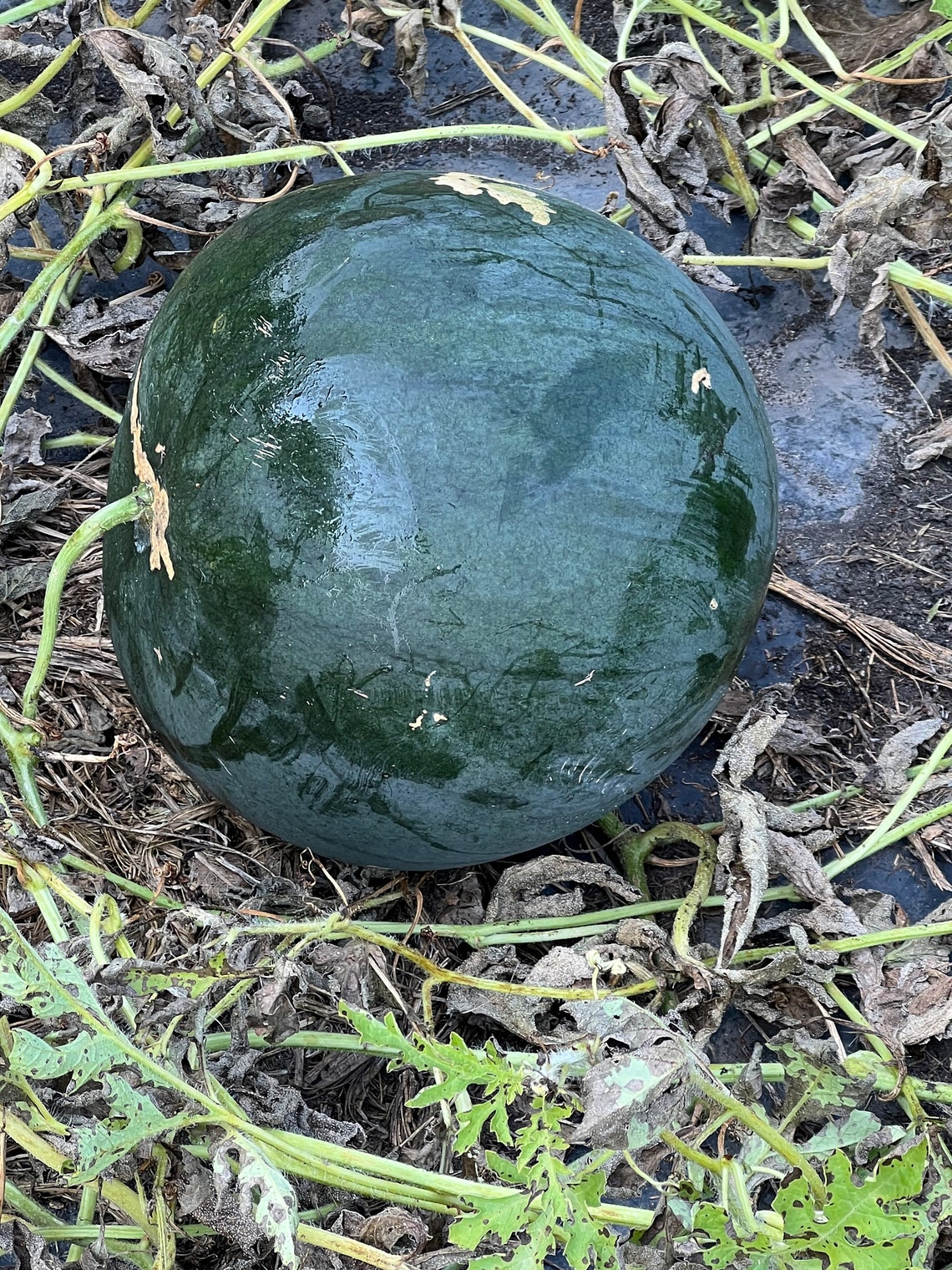 50 Blacktail Mountain Watermelon Seeds - Etsy