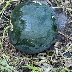 50 Blacktail Mountain Watermelon Seeds - Etsy