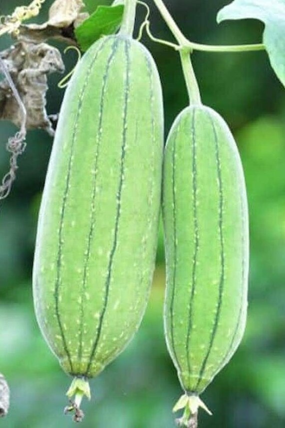 Sponge Gourd Seeds