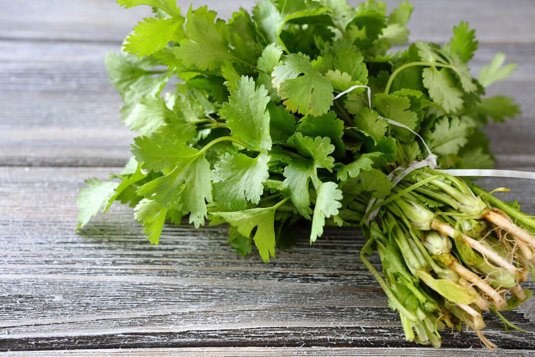 500 Herb Cilantro Seeds - Etsy
