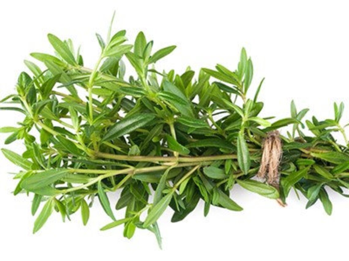 200herb Summer Savory Seeds 60 - Etsy