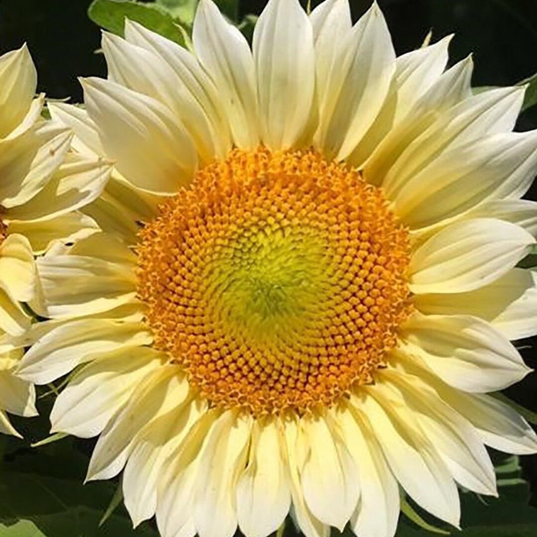 20 Procut White Lite Sunflower Seeds *07 - Etsy