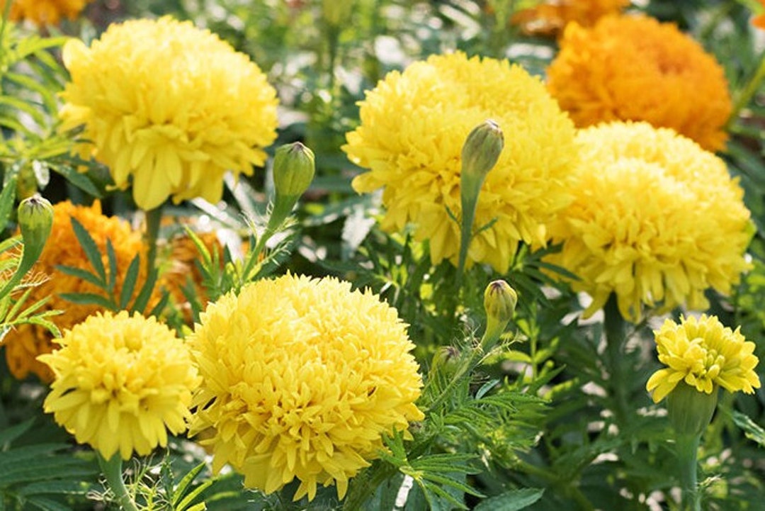 50 Crackerjack Mix Marigold Flower Seeds - Etsy